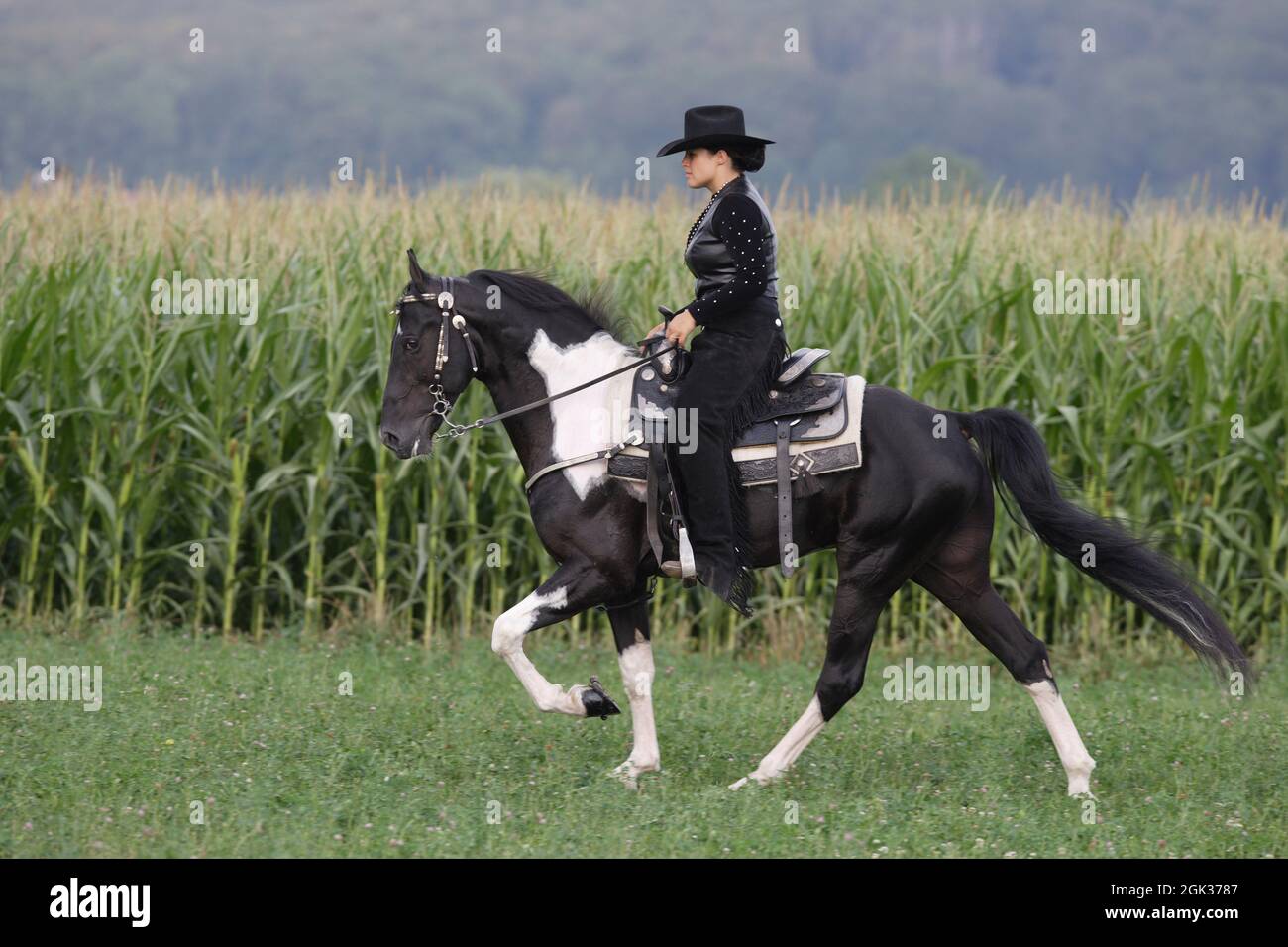 Tennessee Walking Horse. A rider on piebald stallion performing the ...
