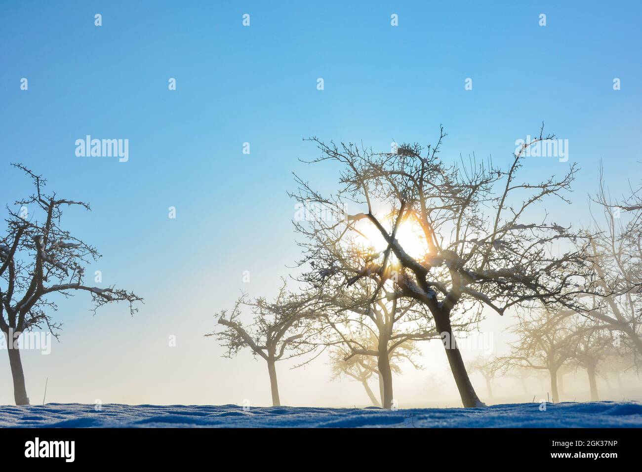 Sun shines through trees, in winter with lots of snow and blue skies ...