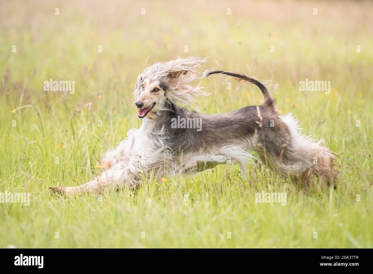 Afghan Hound. Juvenile she-dog running on a meadow. Germany Stock Photo ...