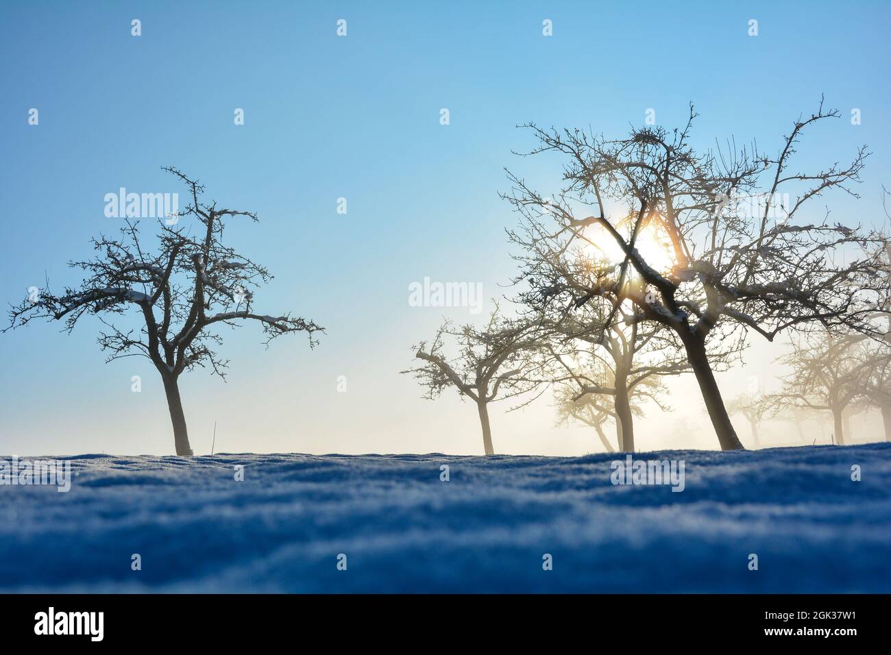 Sun shines through trees, in winter with lots of snow and blue skies ...