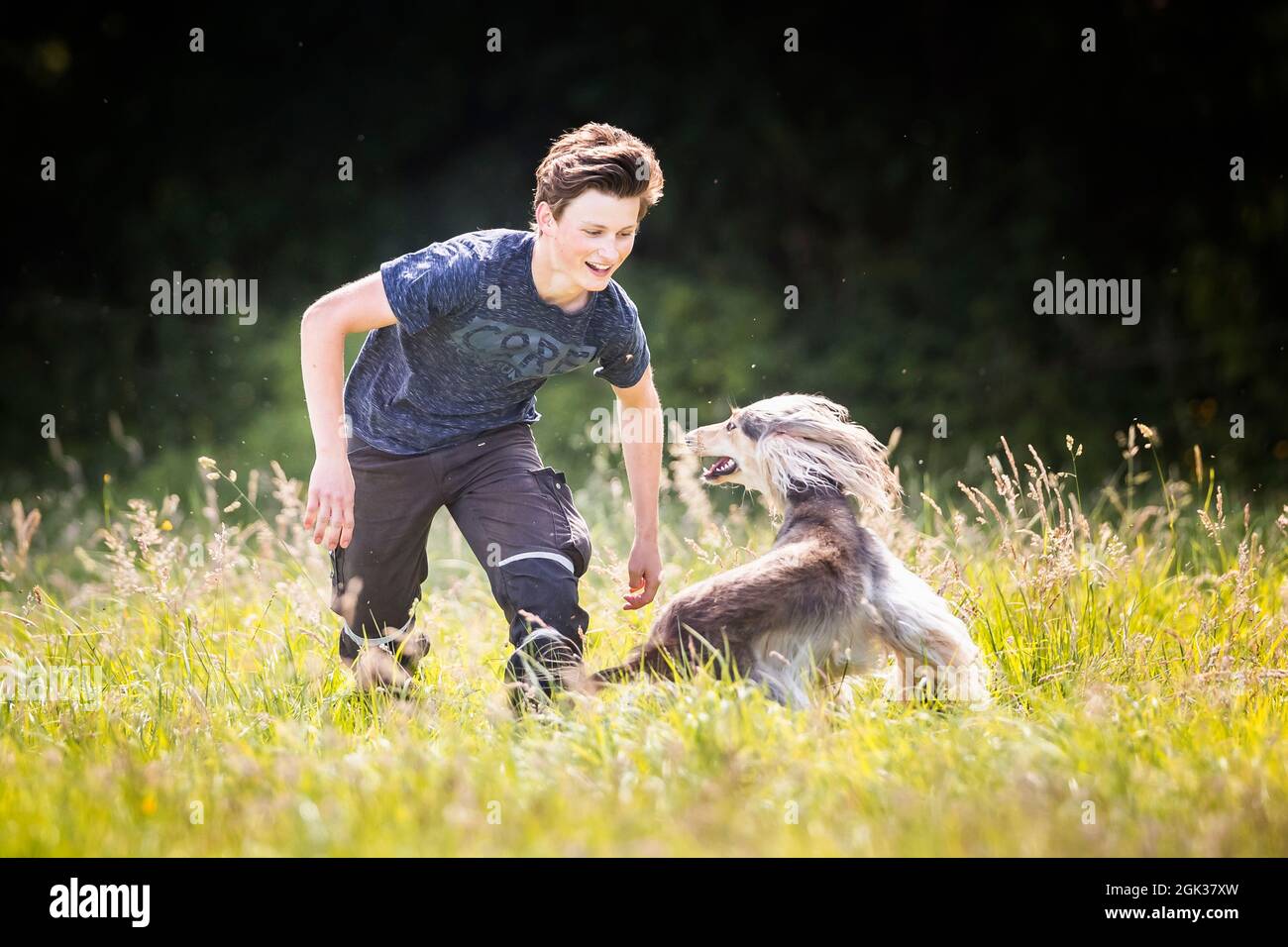 Afghan Hound. Boy playing with juvenile she-dog sitting on a meadow ...