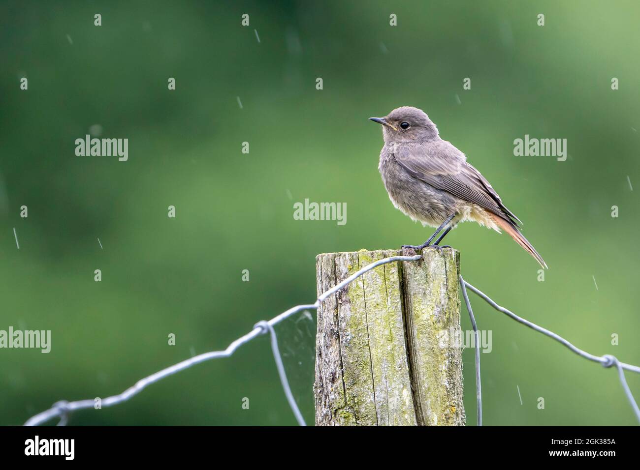 Juvenile common redstart hi-res stock photography and images - Alamy