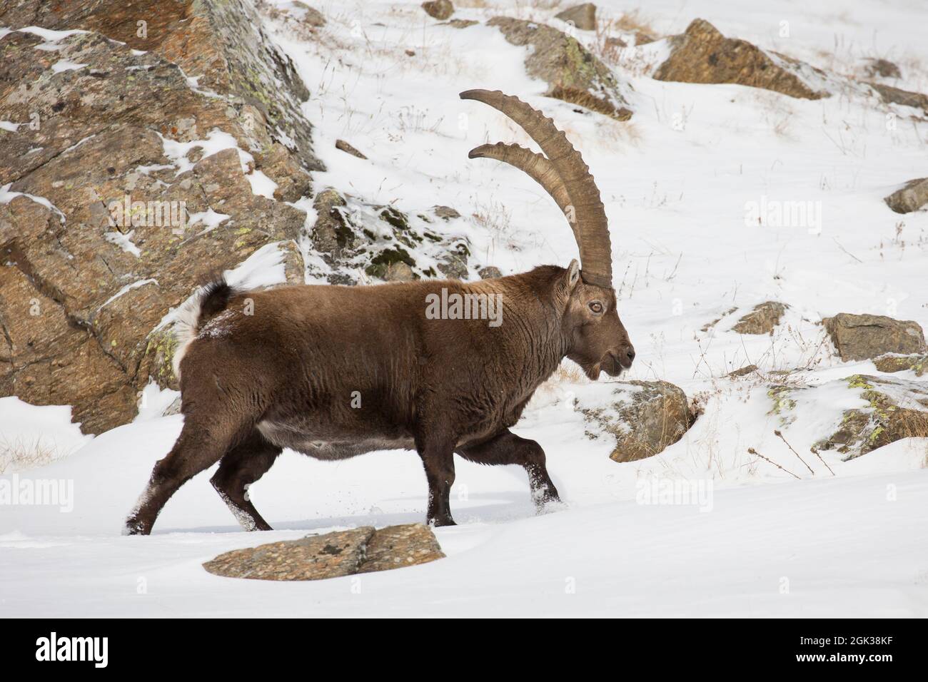 Alpine ibex walking hi-res stock photography and images - Alamy
