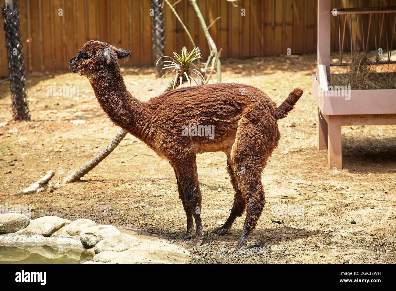View of an alpaca goat at the Leofoo theme park in Taiwan Stock Photo ...