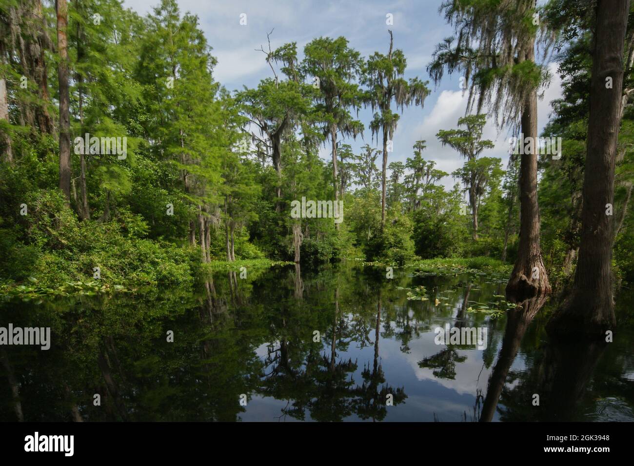 Landscape in the Okefenokee swamp with bald cypress trees (Taxodium ...