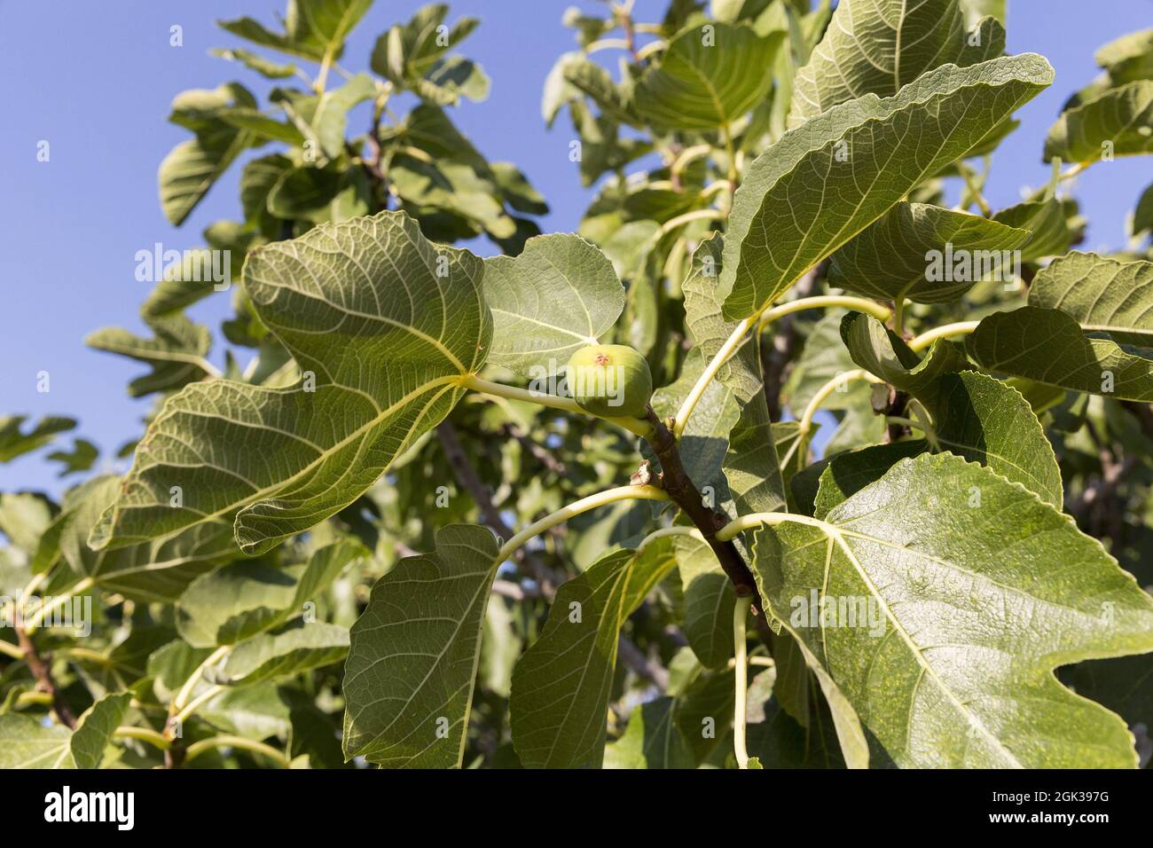Species of fig native hi-res stock photography and images - Alamy