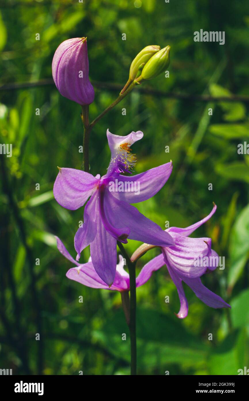 Orchid flower of Calopogon tuberosus, the tuberous grass pink, in ...