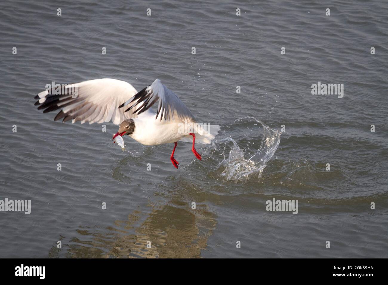Nice birds in Kien Giang province, southern Vietnam Stock Photo - Alamy