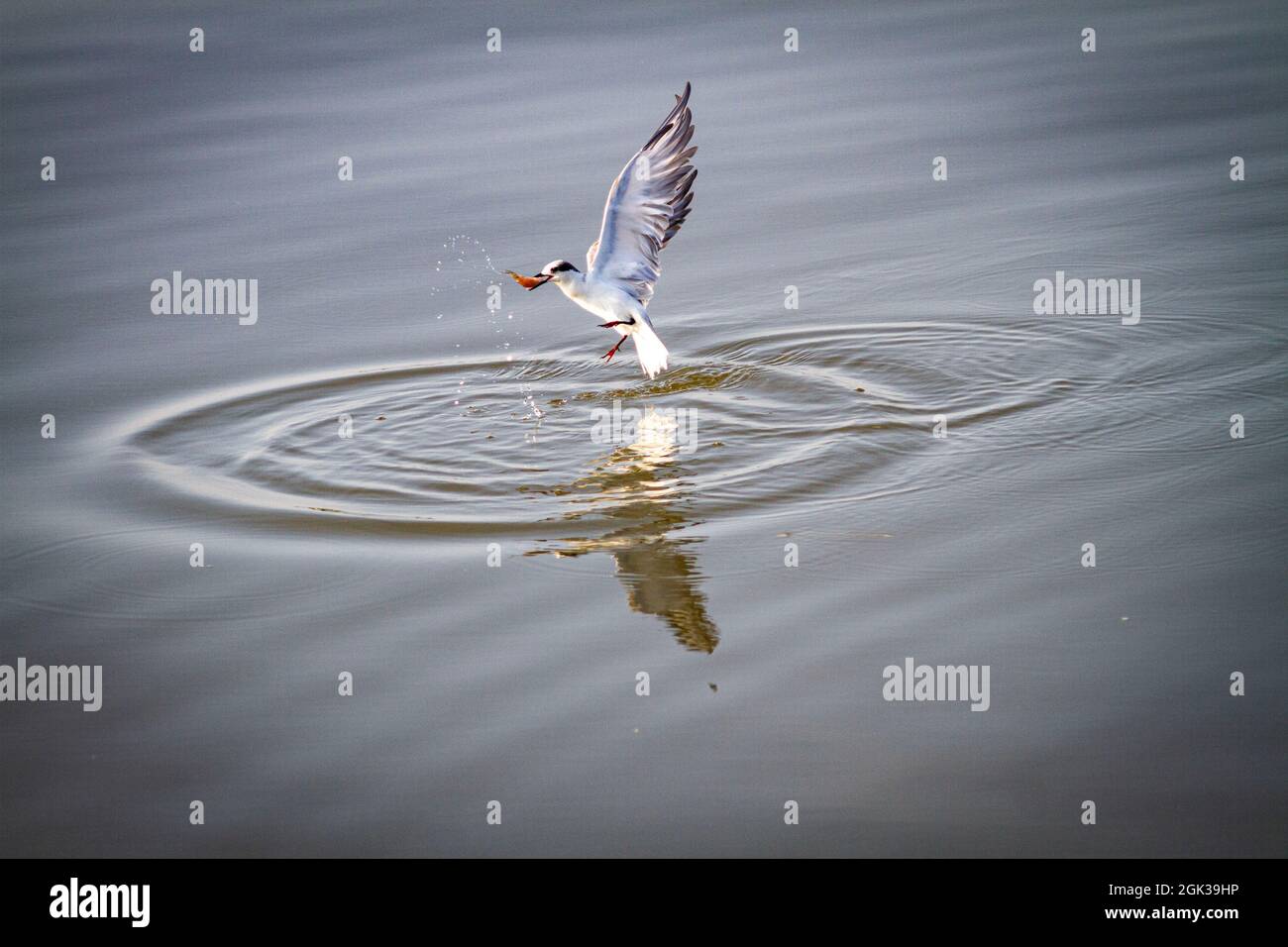 Nice birds in Kien Giang province, southern Vietnam Stock Photo - Alamy