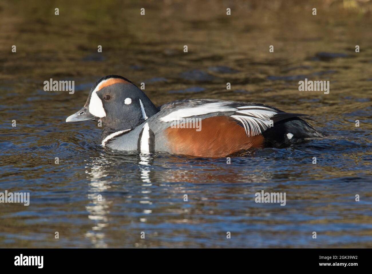 Harlequin Duck (Histrionicus histrionicus), male (drake) in breeding plumage on water. Iceland ...
