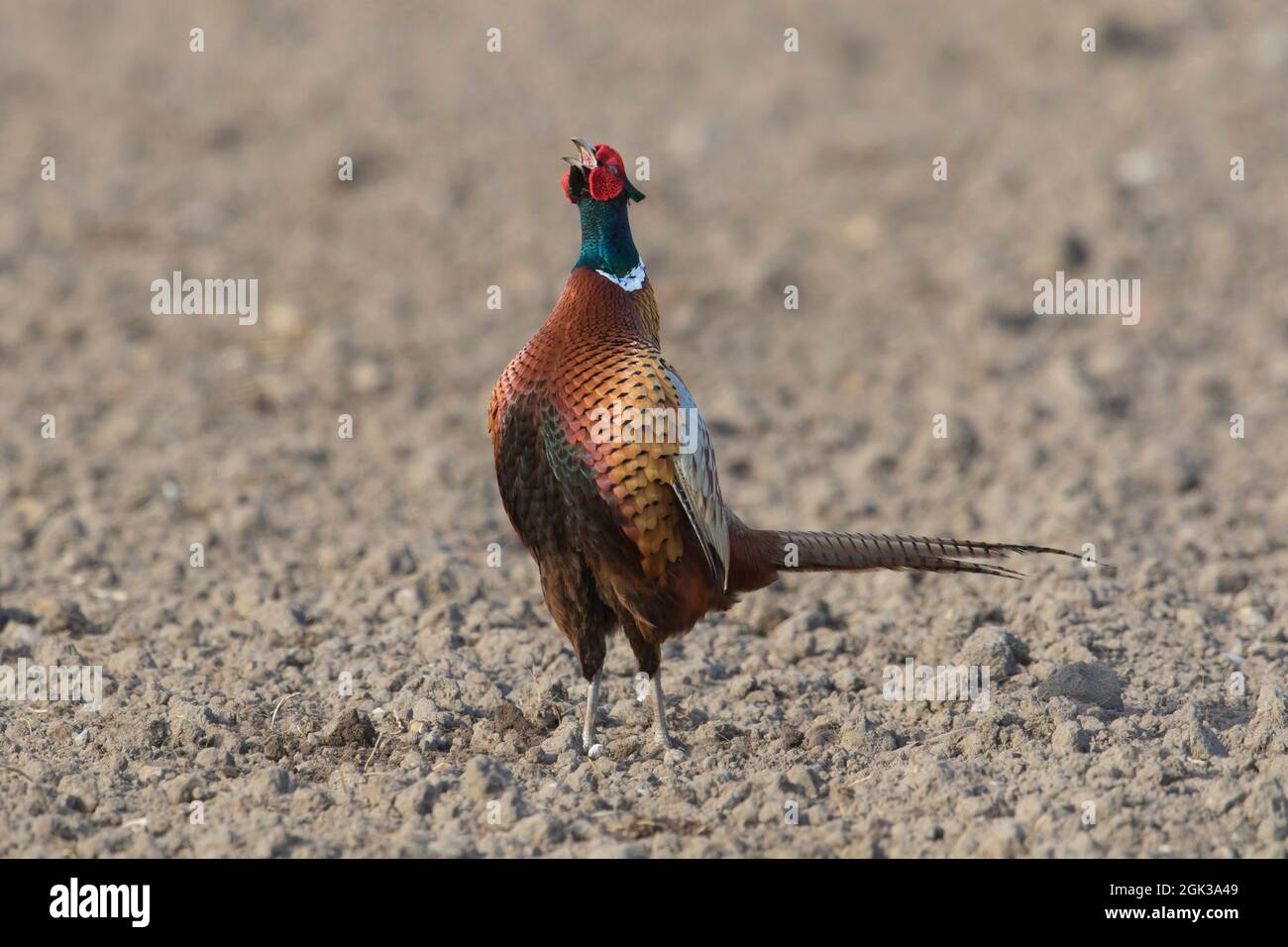 Pheasant, Common Pheasant (Phasianus colchicus). Cock displaying. Germany Stock Photo - Alamy