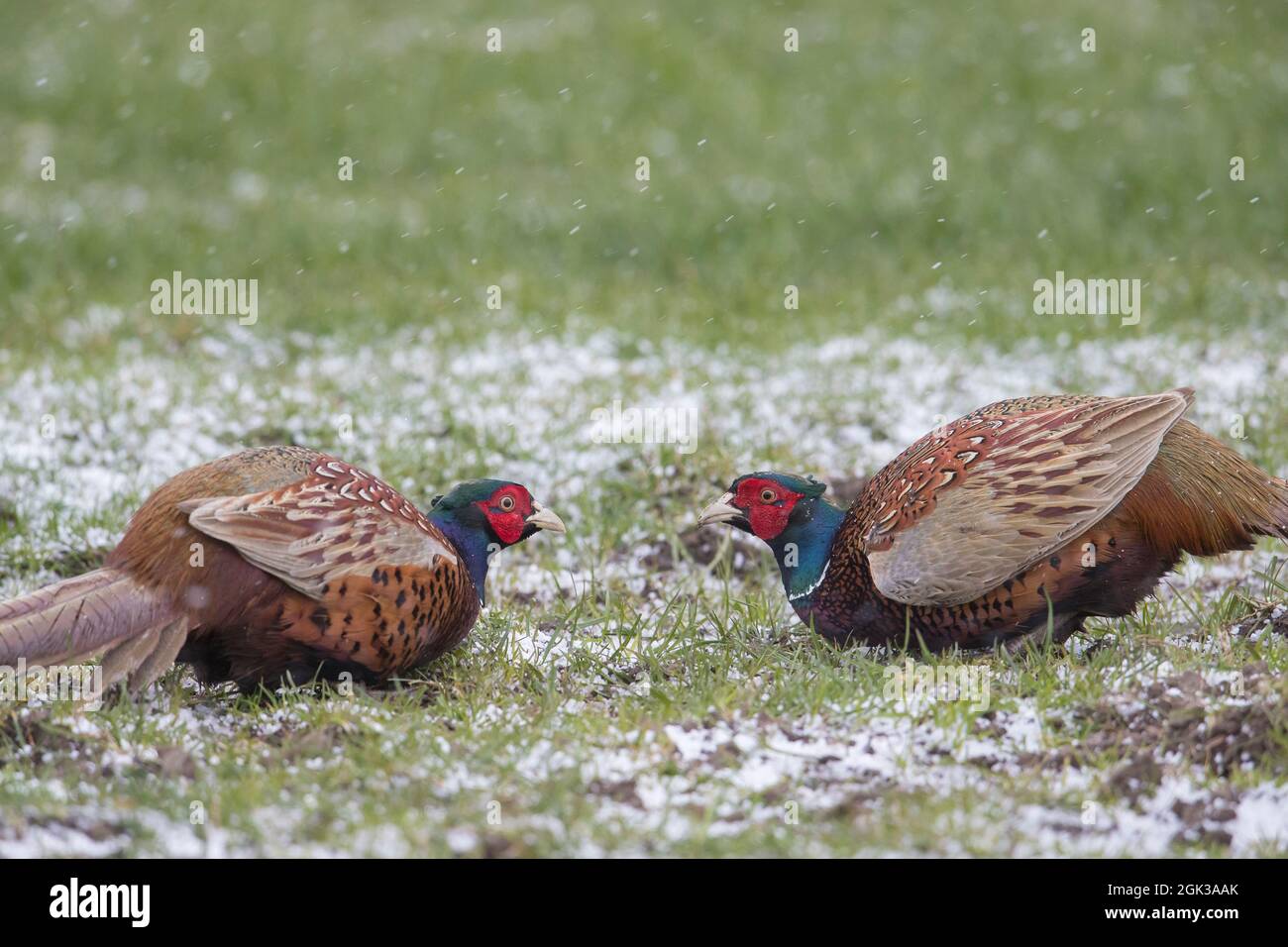 Pheasant, Common Pheasant (Phasianus colchicus). Two cock birds ...