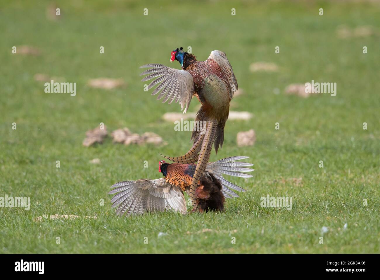 Pheasant, Common Pheasant (Phasianus colchicus). Two cock birds fighting. Germany Stock Photo ...