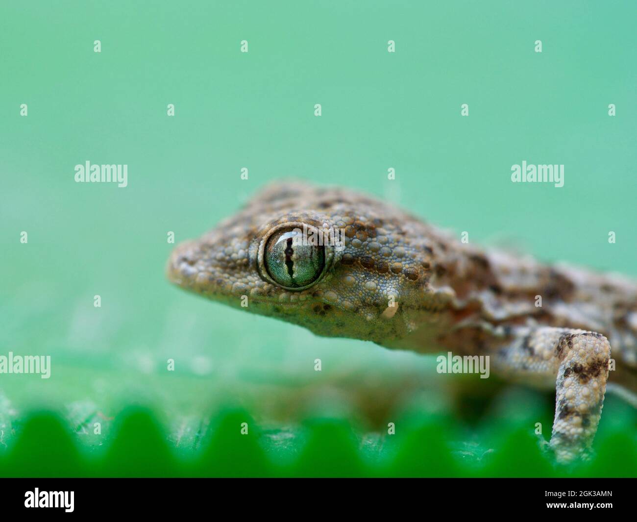 Geko hi-res stock photography and images - Alamy