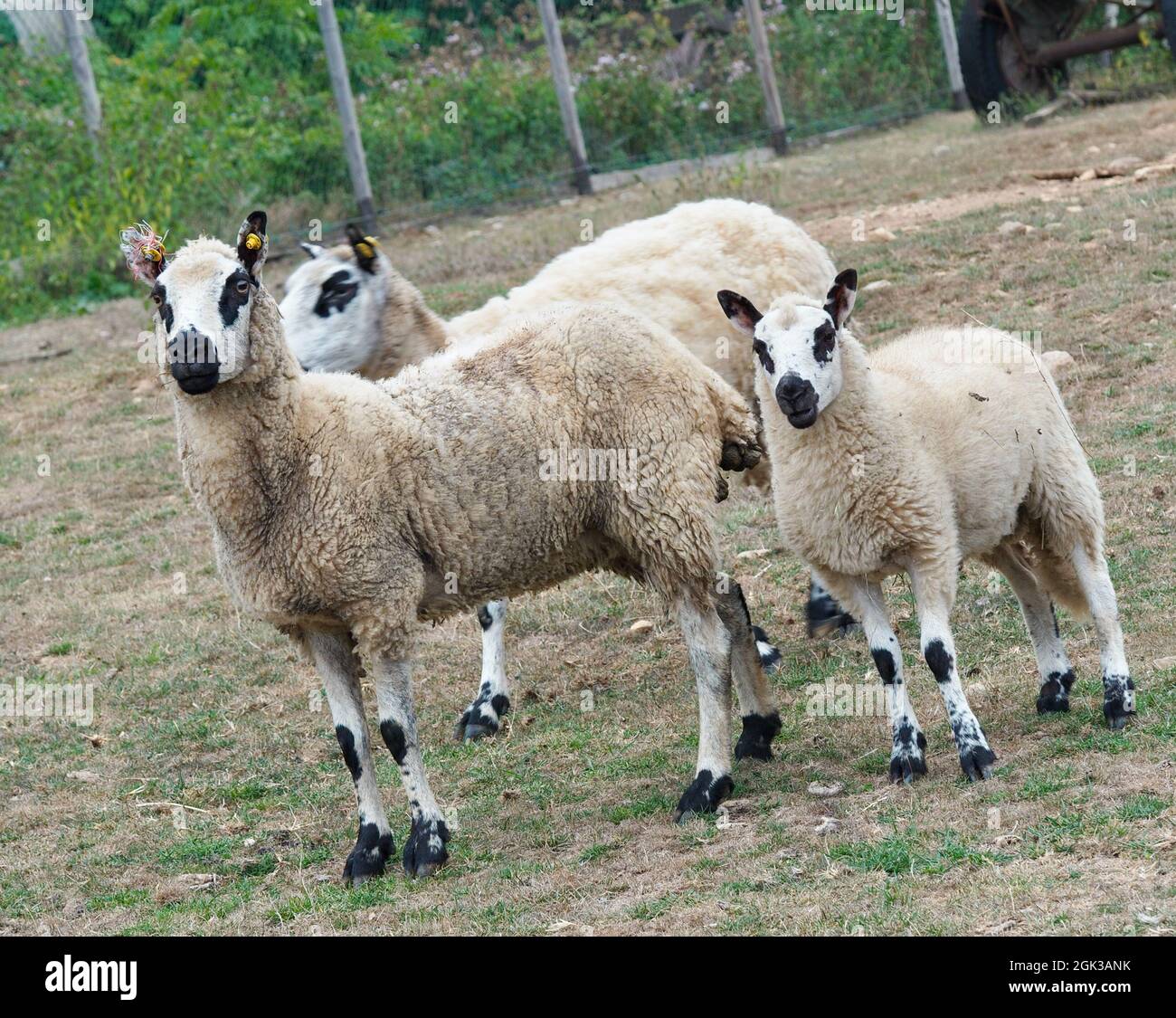 Animali selvatici animali selvatici hi-res stock photography and images ...