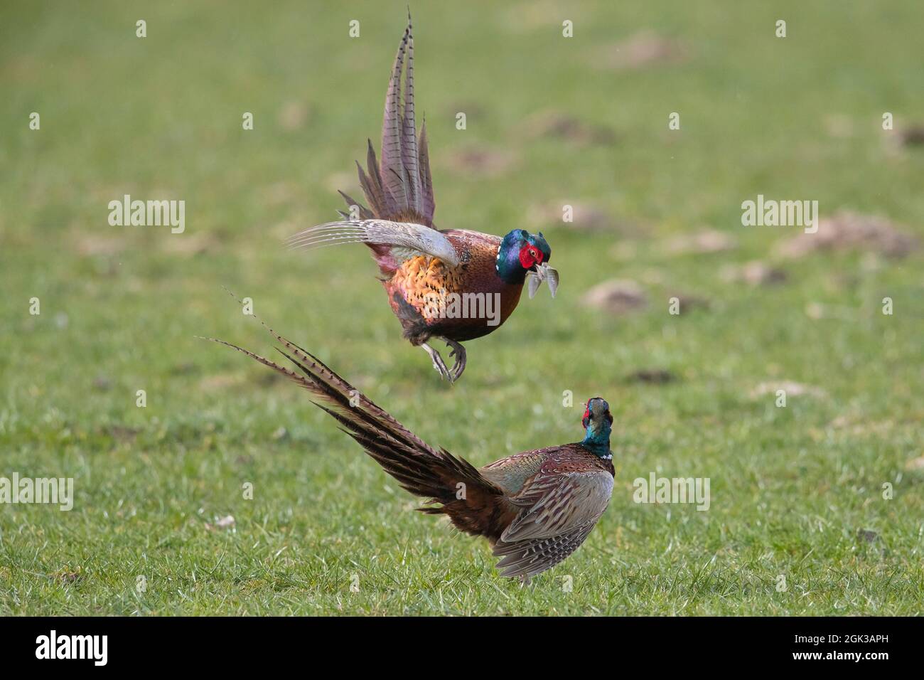 Pheasant, Common Pheasant (Phasianus colchicus). Two cock birds fighting. Germany Stock Photo ...