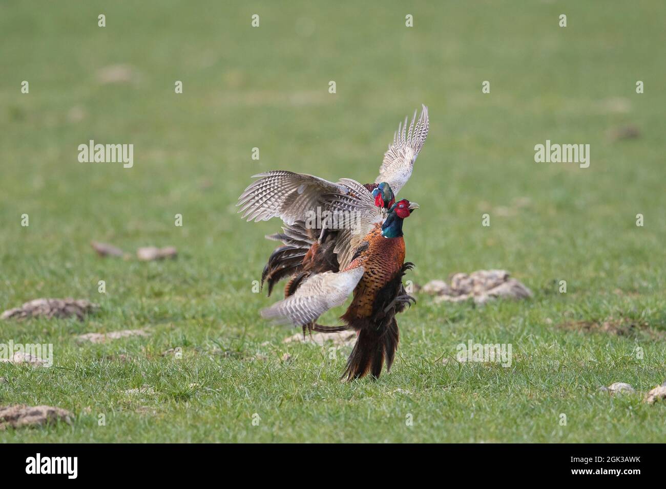 Pheasant, Common Pheasant (Phasianus colchicus). Two cock birds fighting. Germany Stock Photo ...