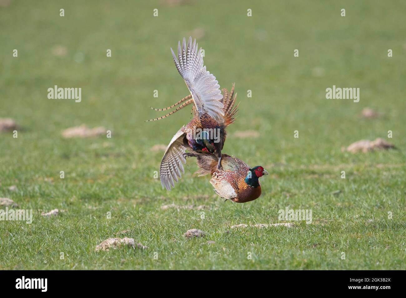 Pheasant, Common Pheasant (Phasianus colchicus). Two cock birds fighting. Germany Stock Photo ...