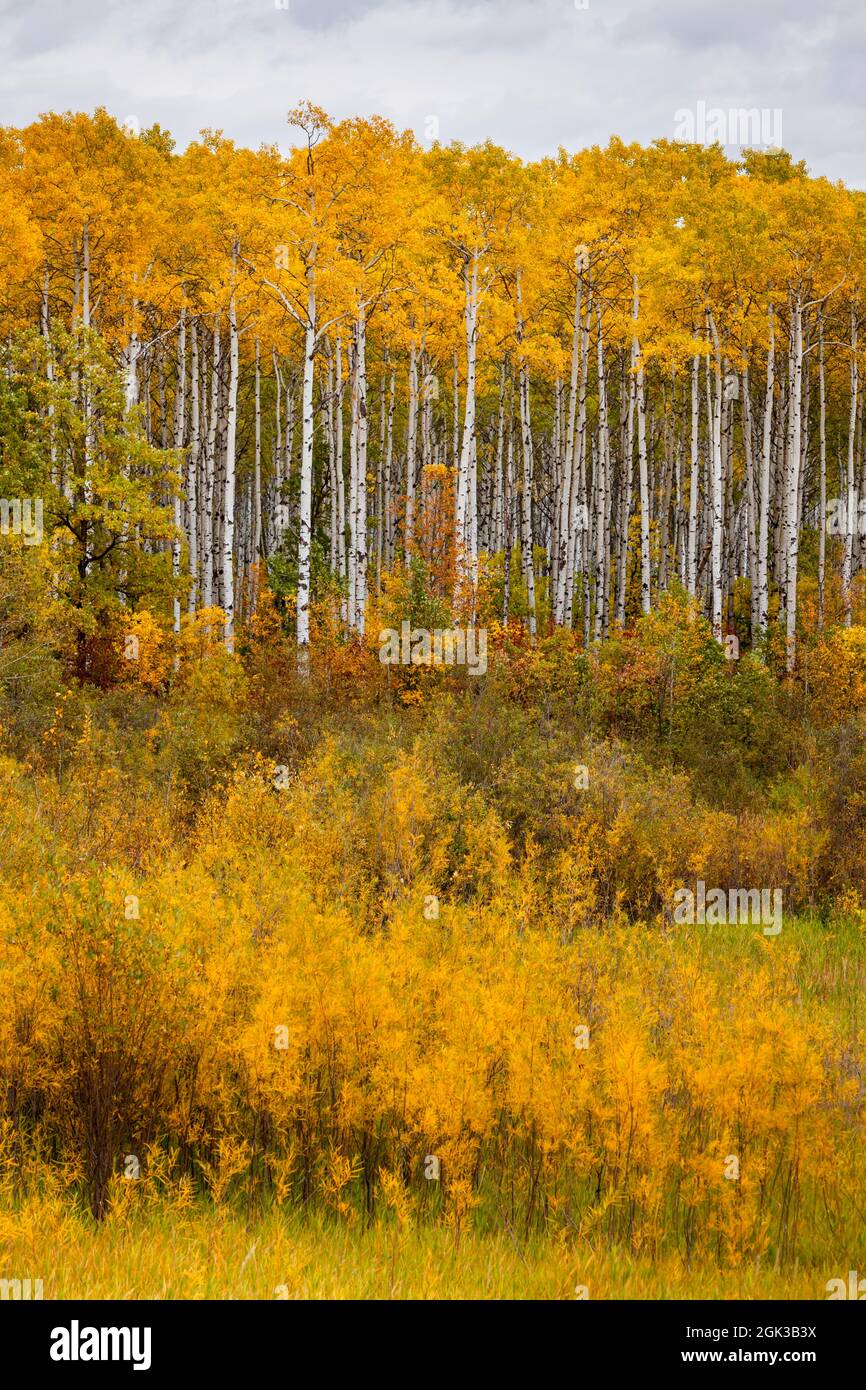 Fall foliage color and a birch forest in rural northern Manitoba ...