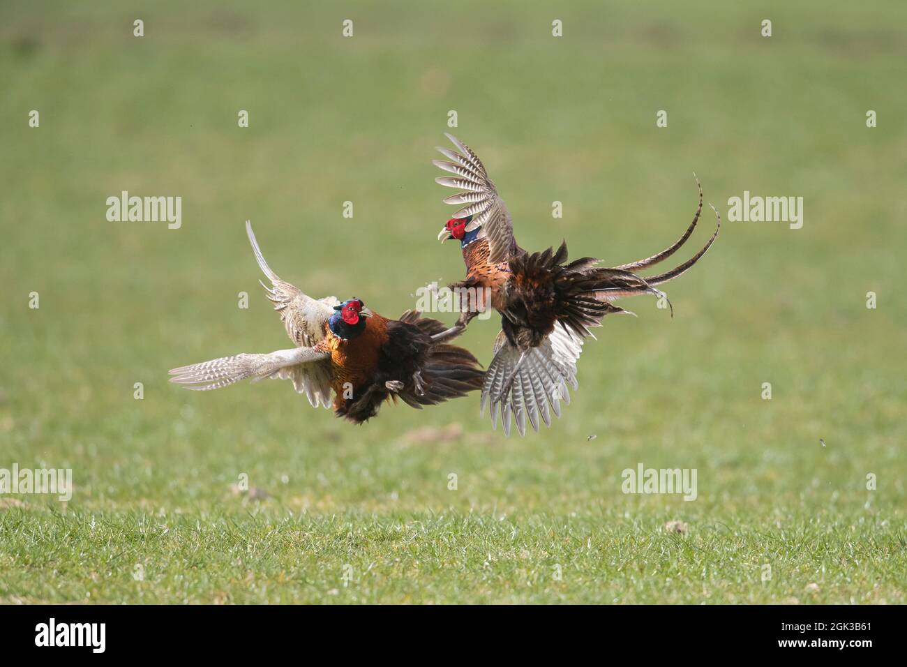 Pheasant, Common Pheasant (Phasianus colchicus). Two cock birds fighting. Germany Stock Photo ...