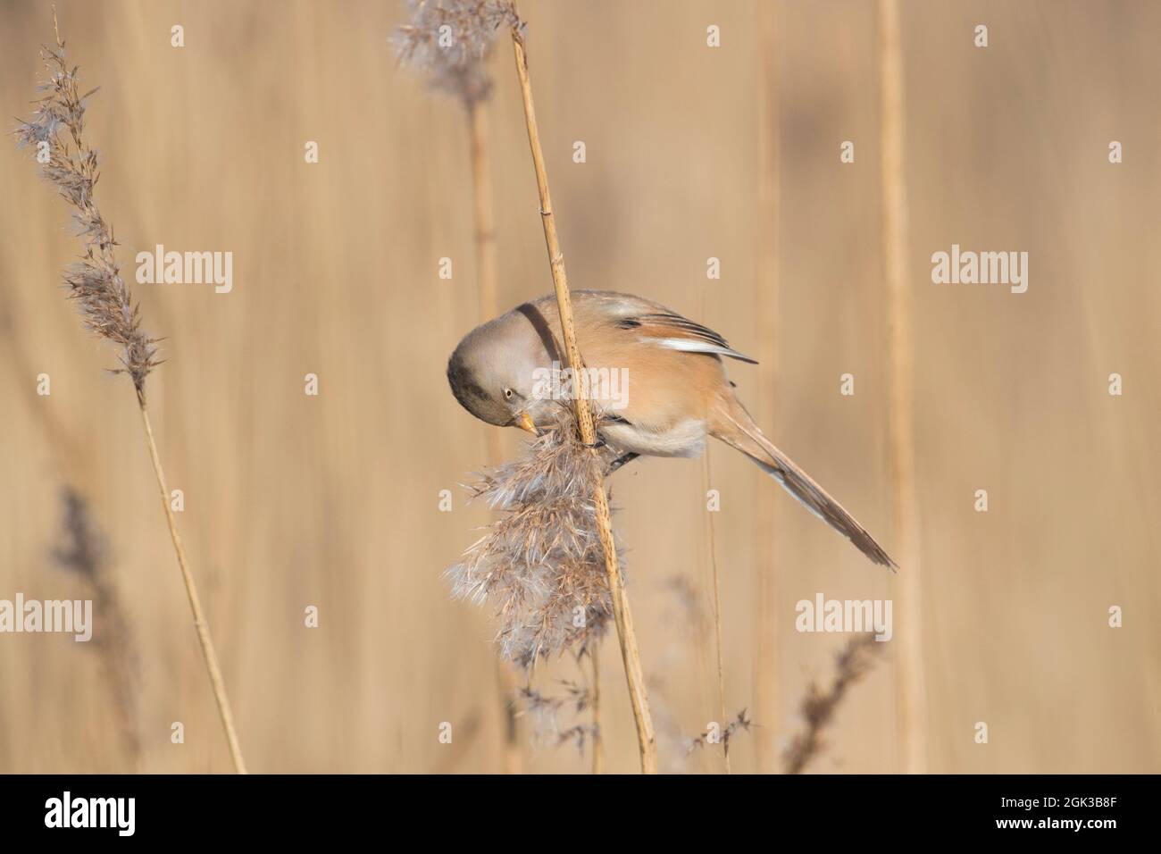 Bearded Tit, Bearded Reedling (Panurus biarmicus). Female perched on ...