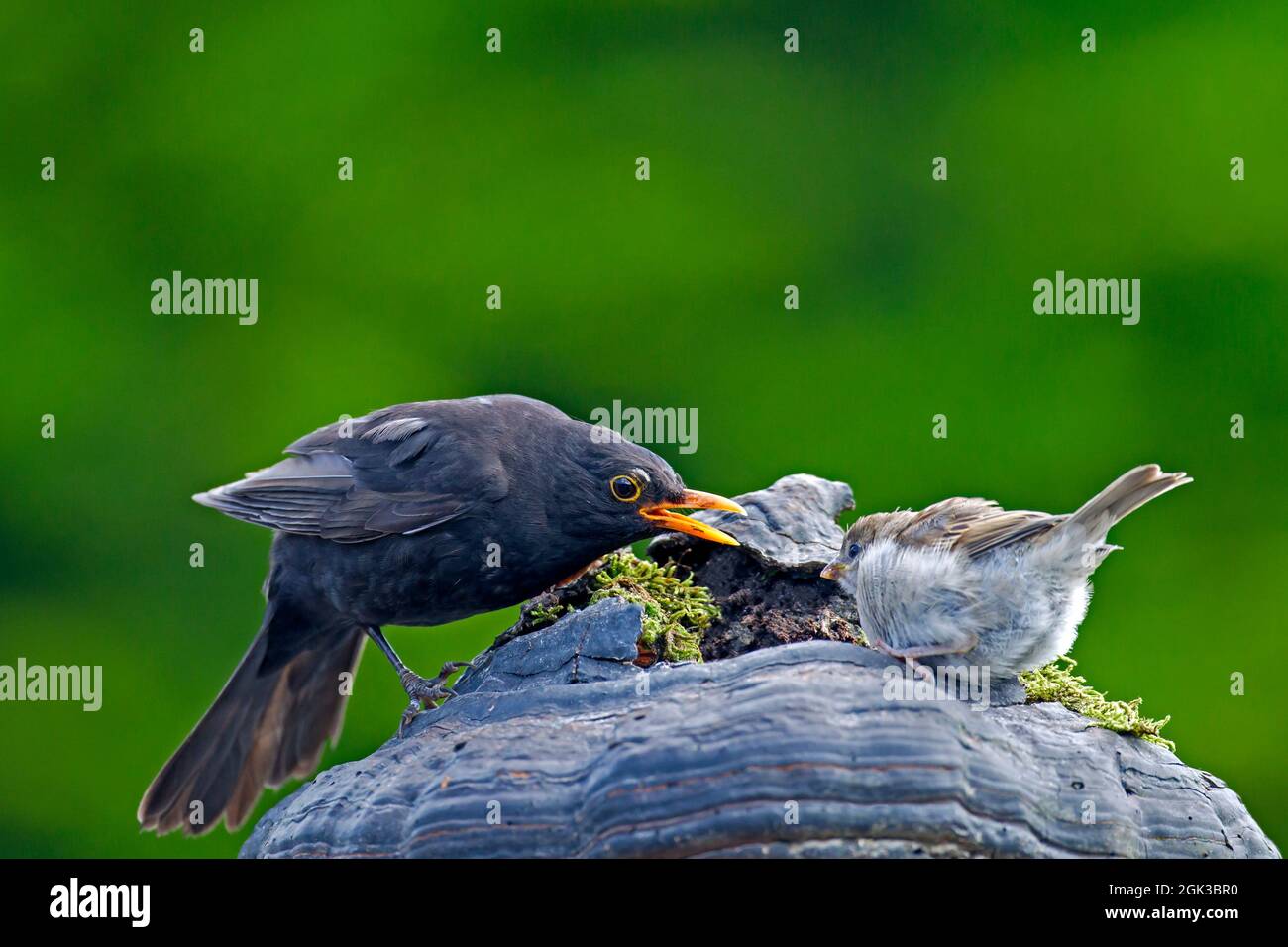 Blackbird (Turdus merula). A young bird and a house sparrow (Passer ...