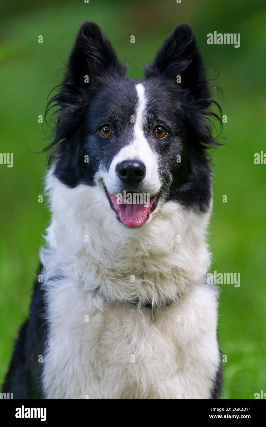 Border Collie. Portrait of adult she-dog Stock Photo - Alamy