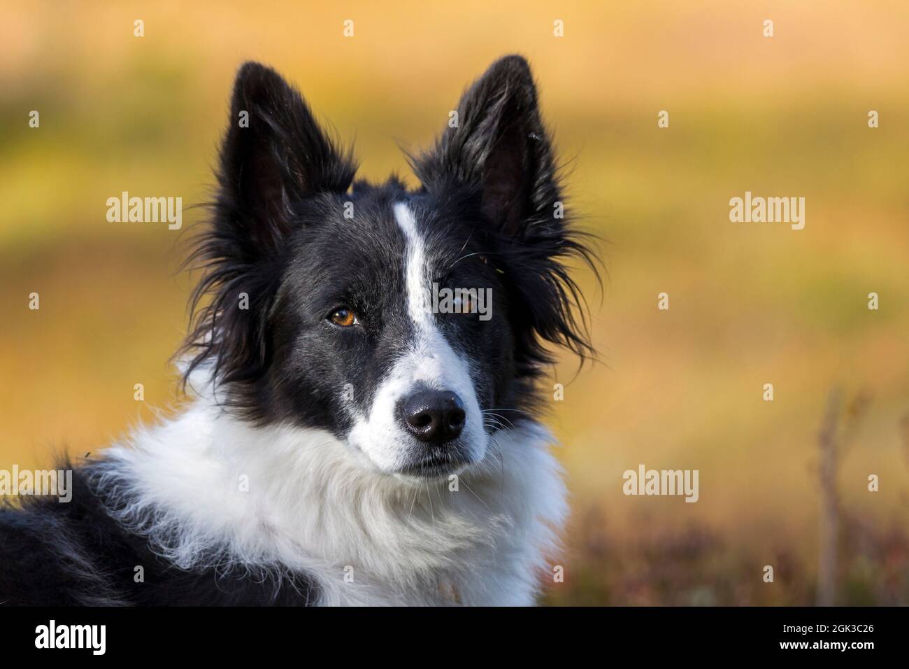 Border Collie. Portrait of adult she-dog. Germany Stock Photo - Alamy