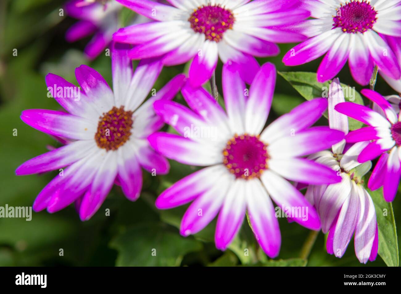 mix flowers in the garden Stock Photo - Alamy