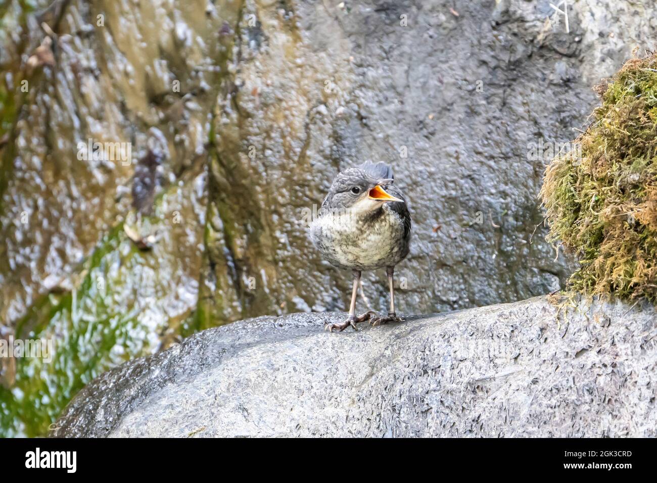 Dipper at nest hi-res stock photography and images - Alamy