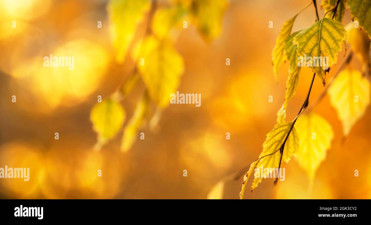 Autumn background with orange, yellow leaves and golden sun lights ...