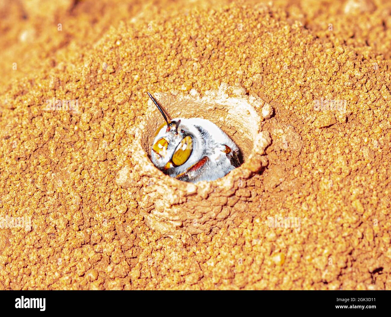 Native bees to wa hi-res stock photography and images - Alamy