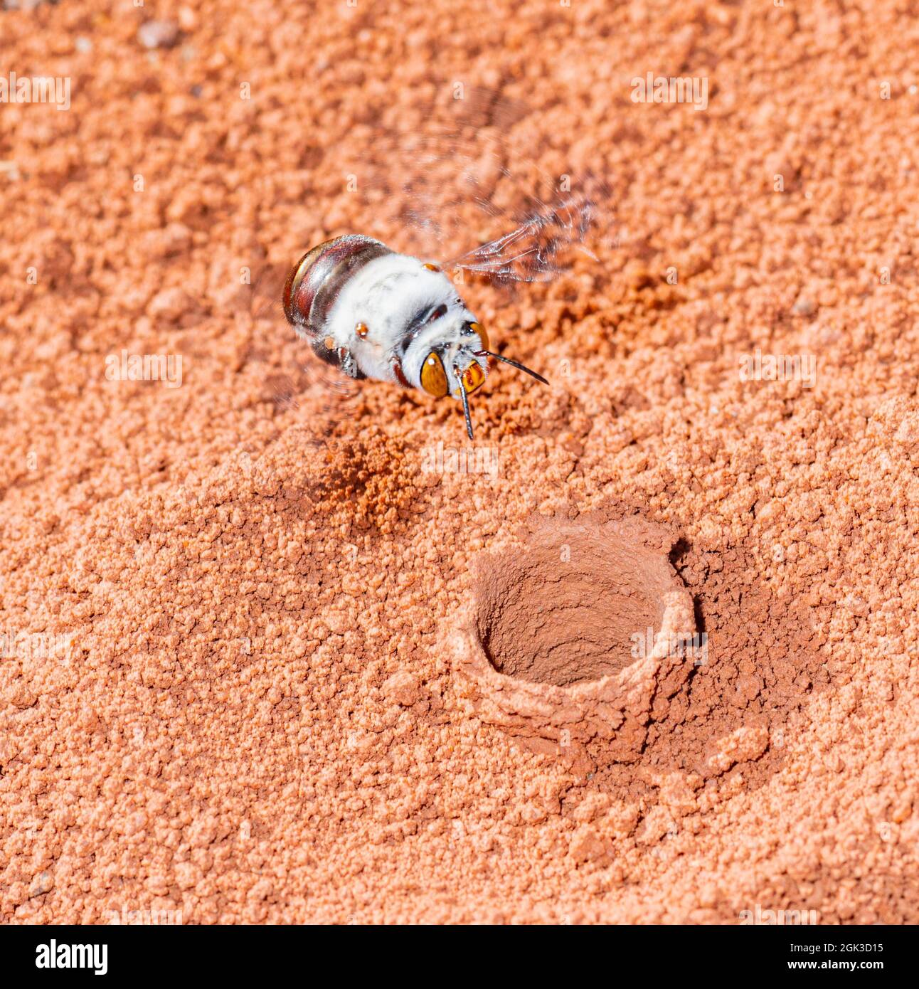 Dawsons burrowing bee hi-res stock photography and images - Alamy