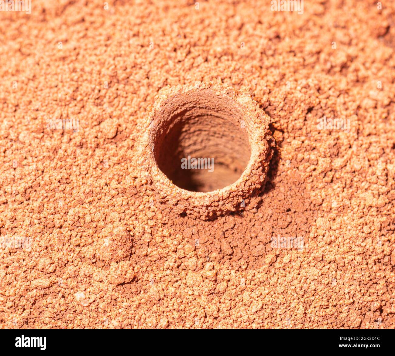 Burrow dug nest hi-res stock photography and images - Alamy