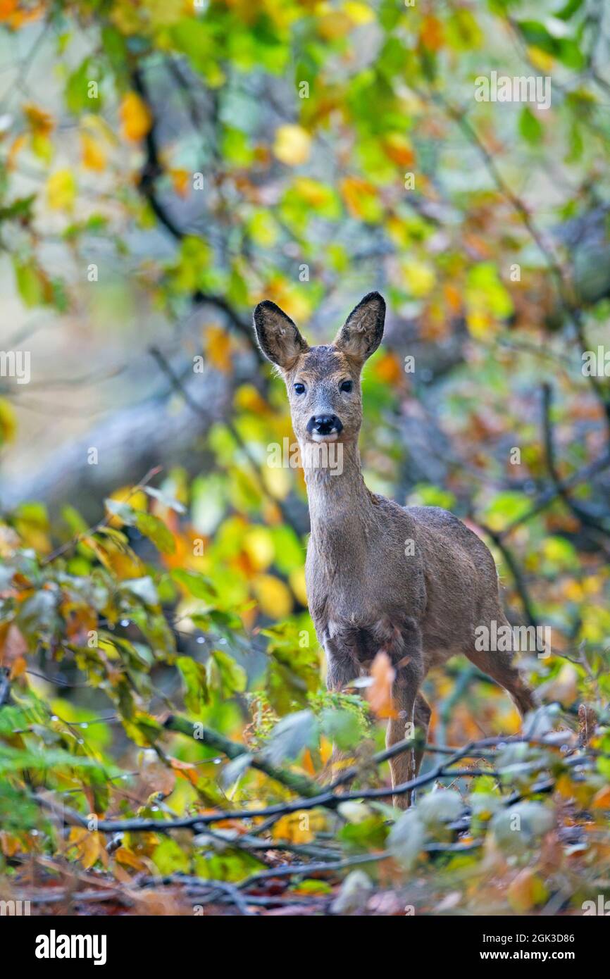European Roe Deer (Capreolus capreolus). Male fawn standing between the ...