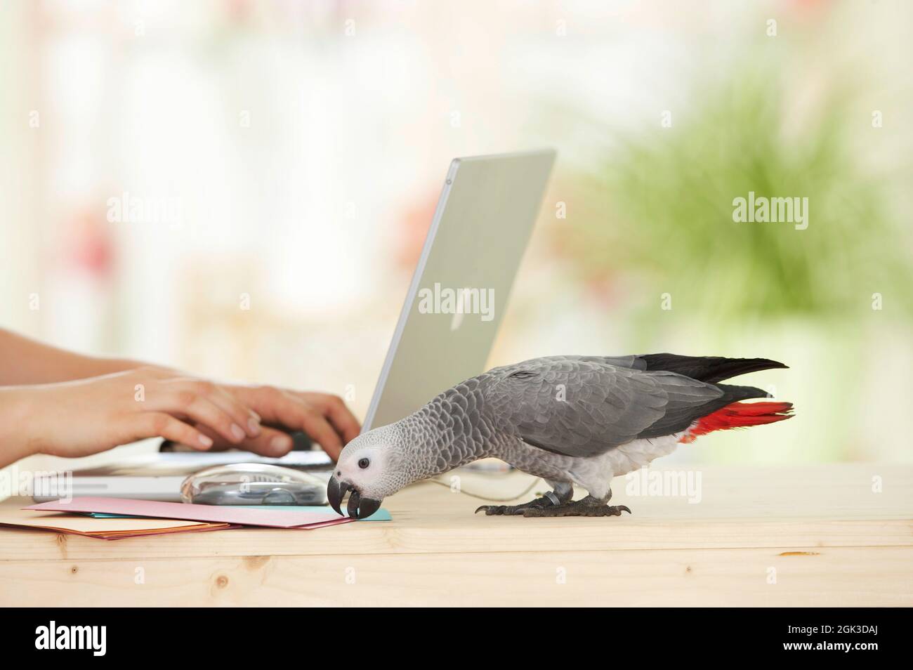African Grey Parrot (Psittacus erithacus) playing with paper next to a ...