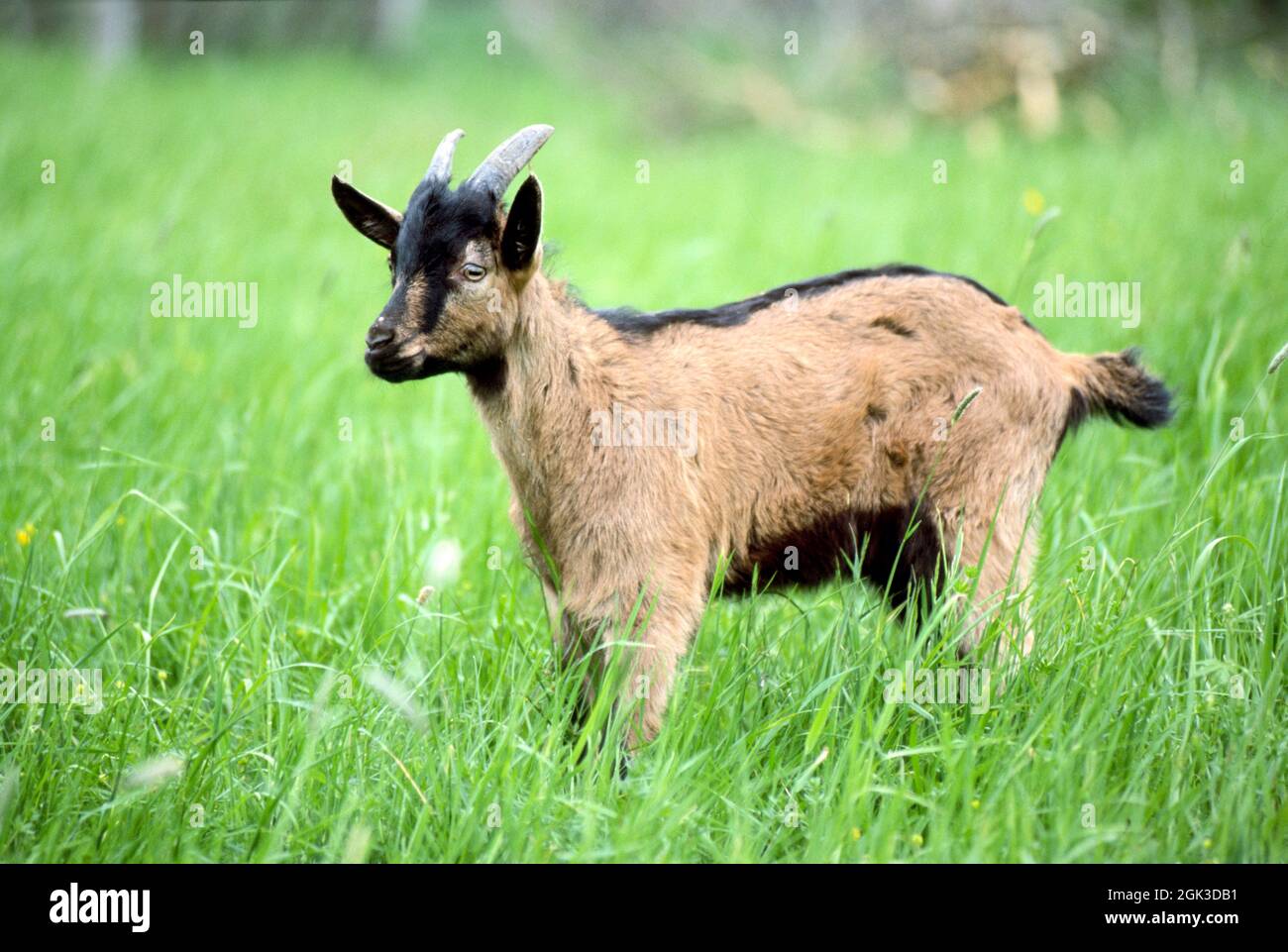 Domestic goat with kid hi-res stock photography and images - Alamy
