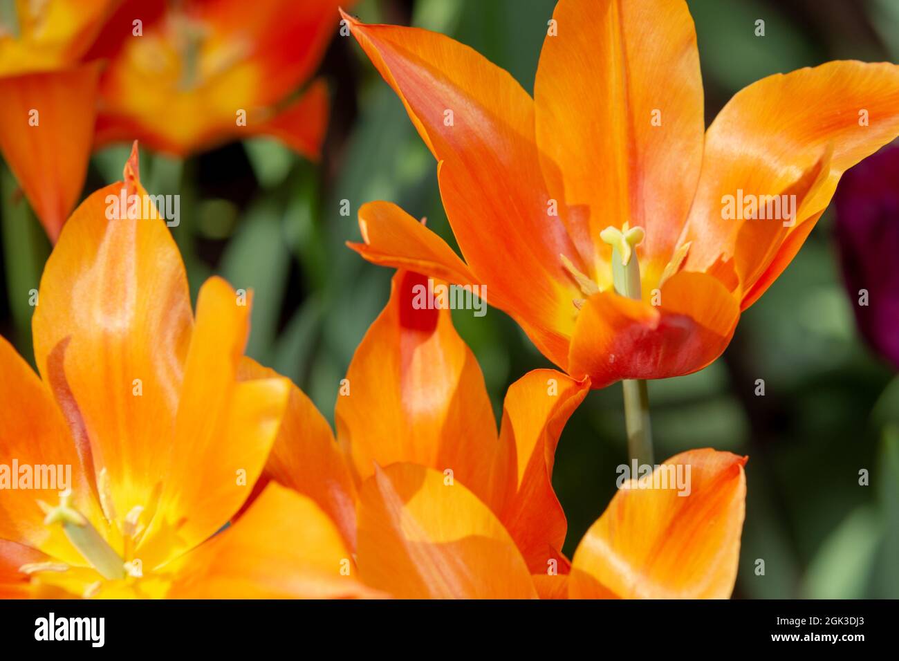mix flowers in the garden Stock Photo - Alamy