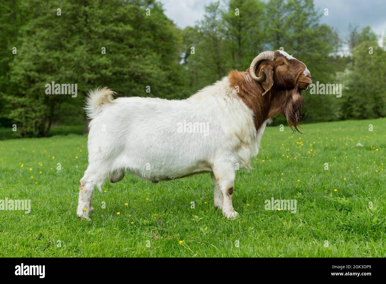 Male boer goat hi-res stock photography and images - Alamy
