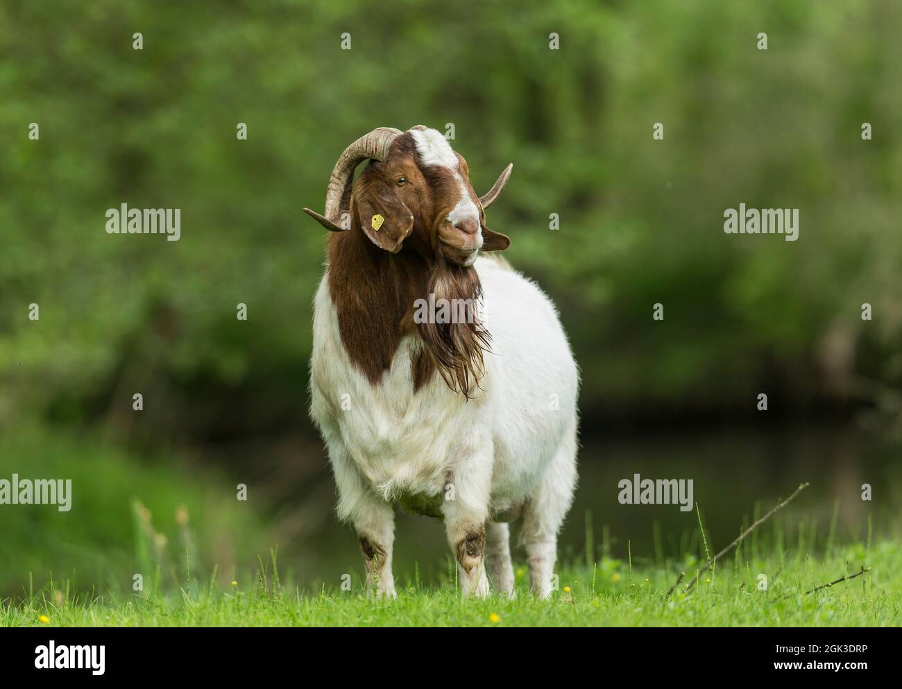 Boer Goat. Adult billy standing on a pasture. Germany Stock Photo - Alamy