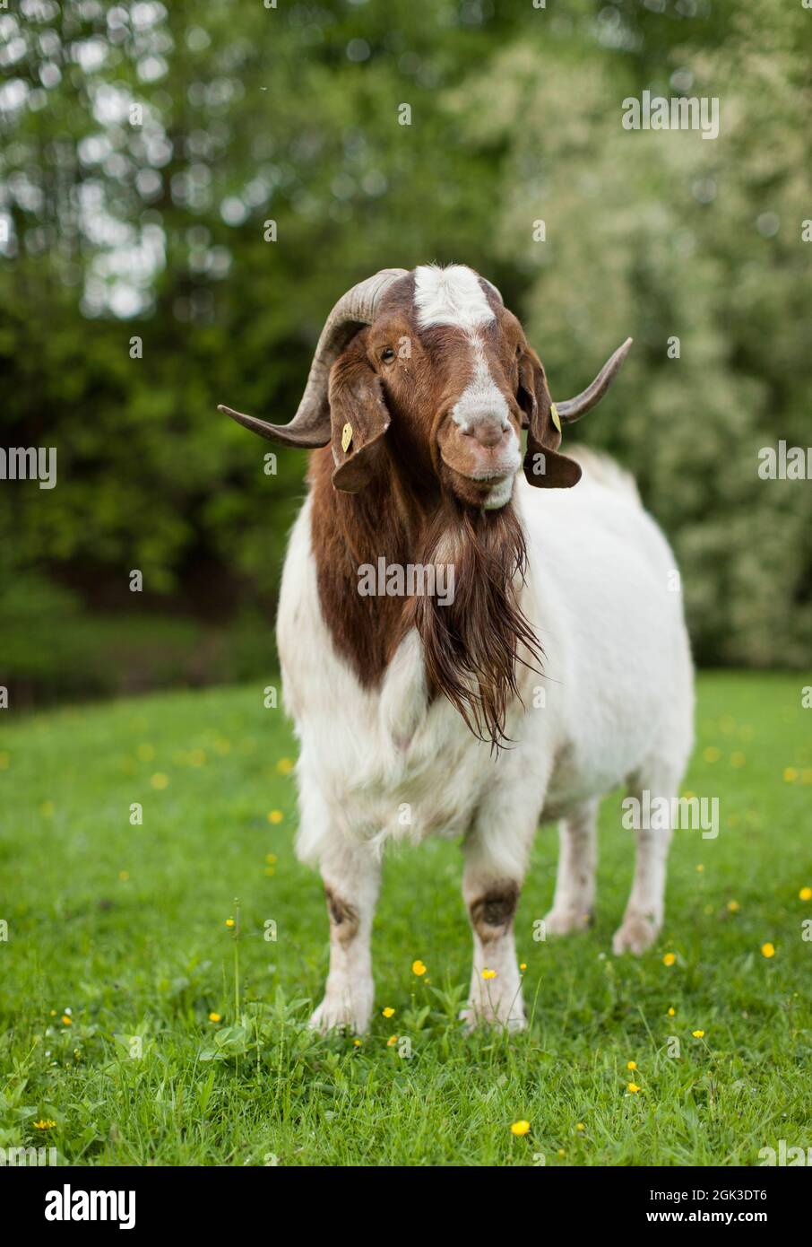 Boer Goat. Adult billy standing on a pasture. Germany Stock Photo - Alamy