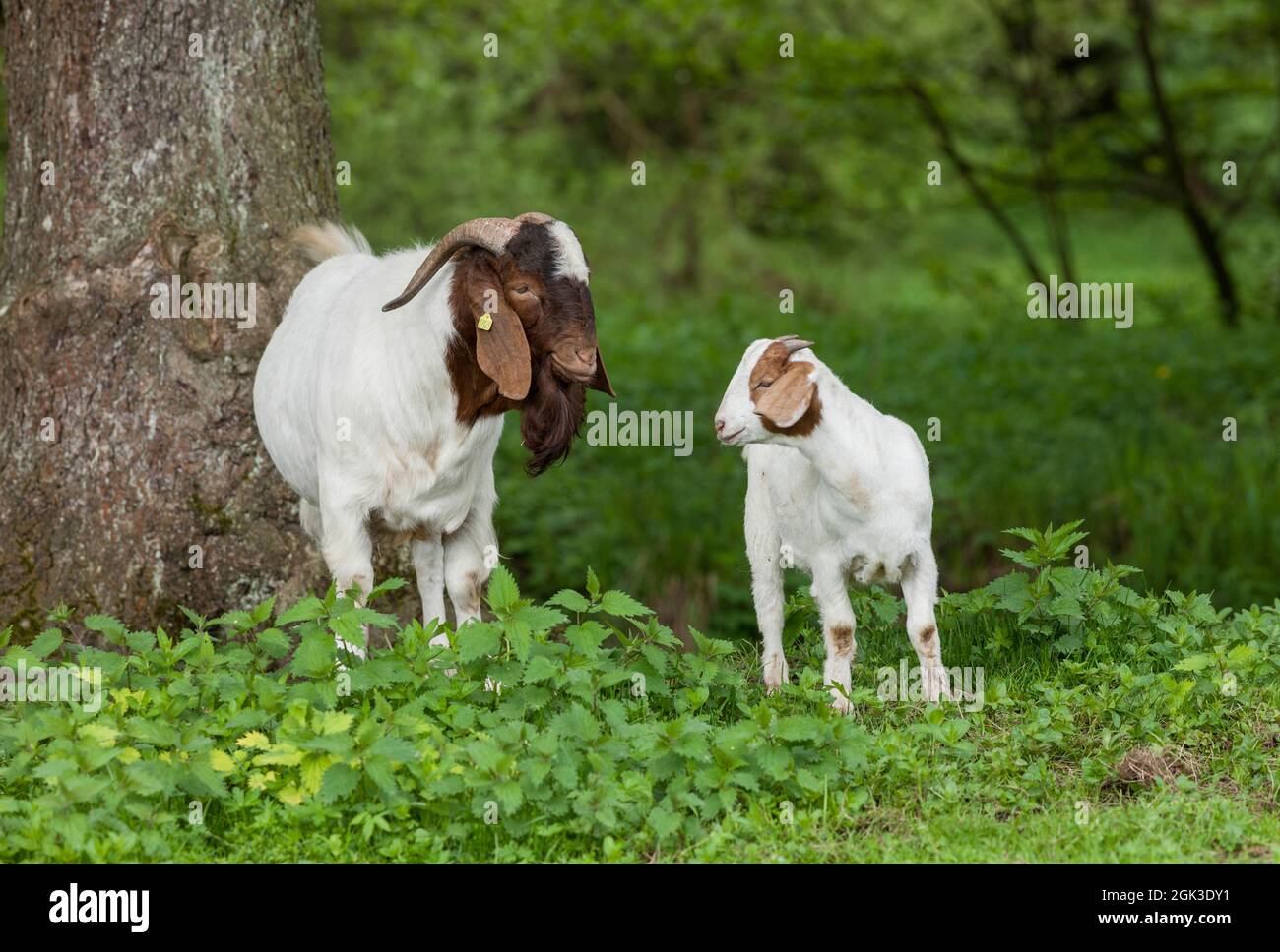 Boer Goat. Billy and young standing on a pasture. Germany Stock Photo ...