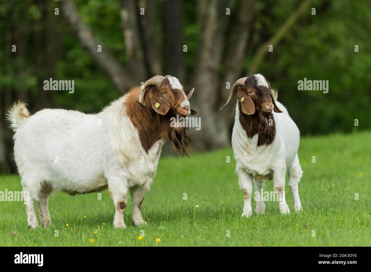 Billies hi-res stock photography and images - Alamy