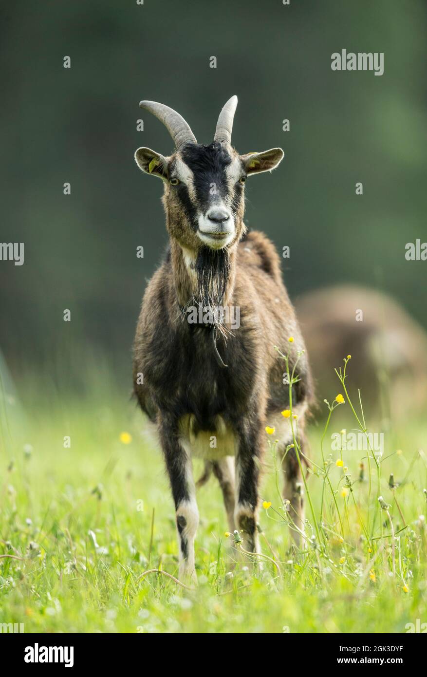 Thuringian Goat (Capra aegagrus hircus) standing on a pasture. Germany ...
