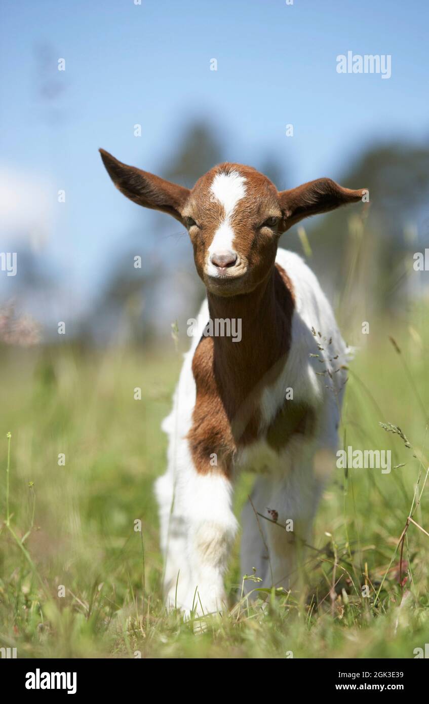 Domestic goat hi-res stock photography and images - Alamy