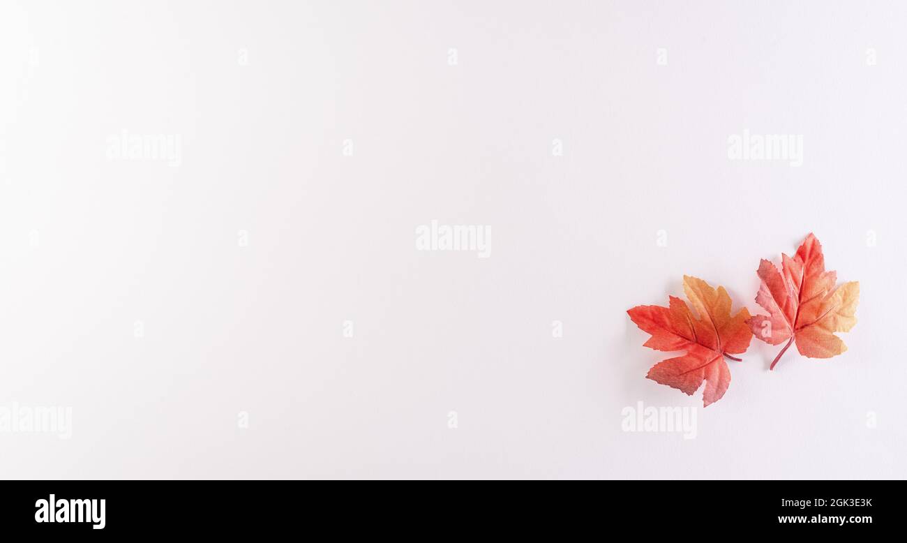 Happy Canada Day; sign and symbol concept made from red silk maple ...