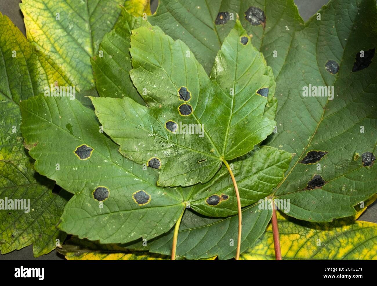 Bitumous blotches hi-res stock photography and images - Alamy