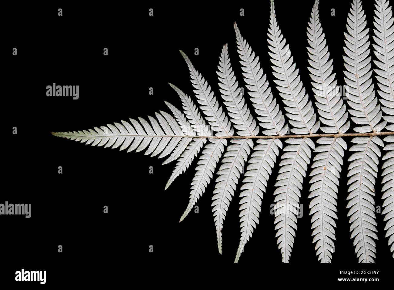 Nz Fern Logo