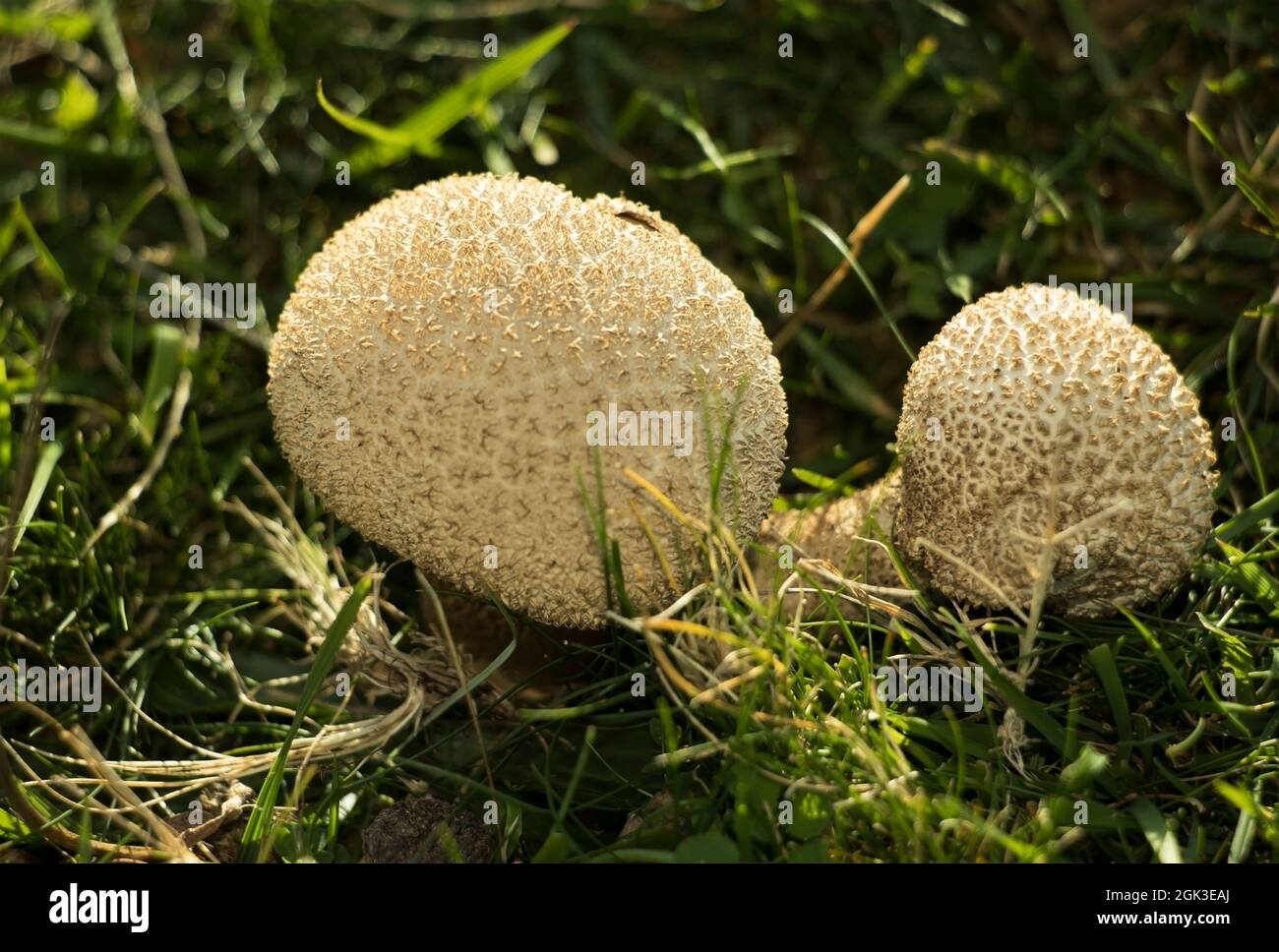 The scaly skin of a Mosaic Puffball and favouring unimproved grassland ...