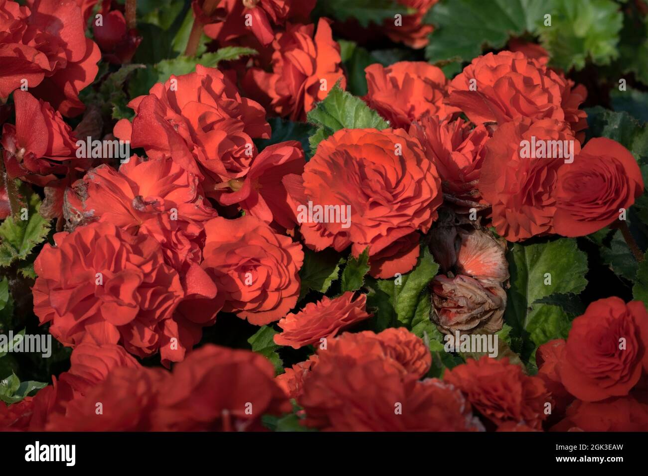 Bedding Begonia High Resolution Stock Photography and Images - Alamy